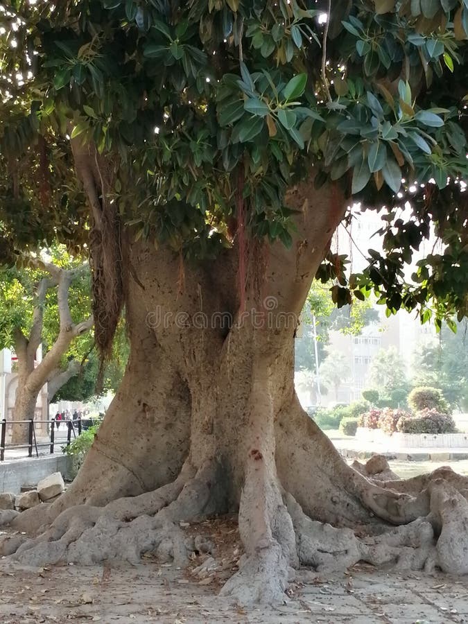 Very old tree stock photo. Image of garden, years, fifty - 132686118