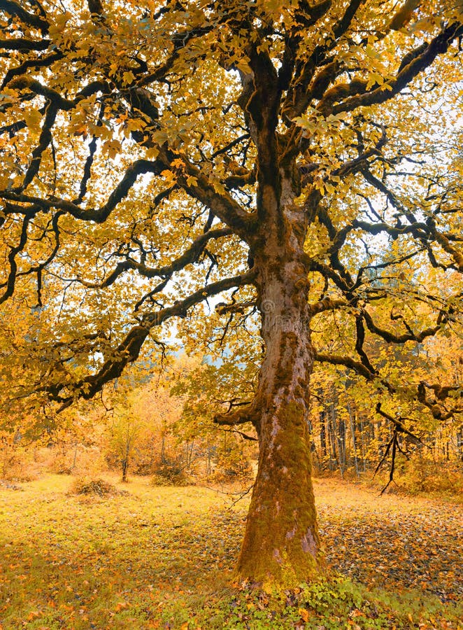 Old Gnarled Maple Tree at Ahornboden Valley, Tirol Stock Image - Image ...