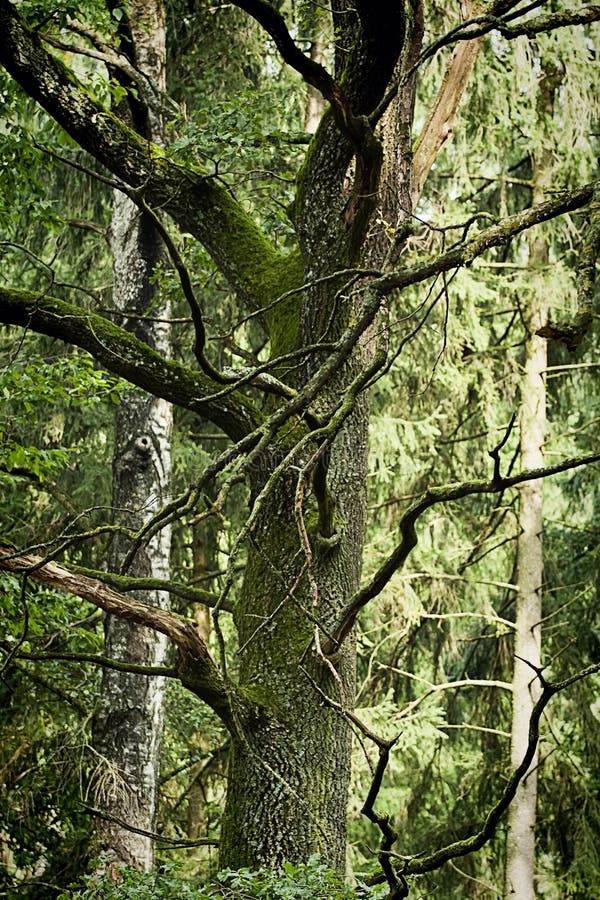 Old Tree with Gnarled Branches in a Forest Stock Image - Image of ...