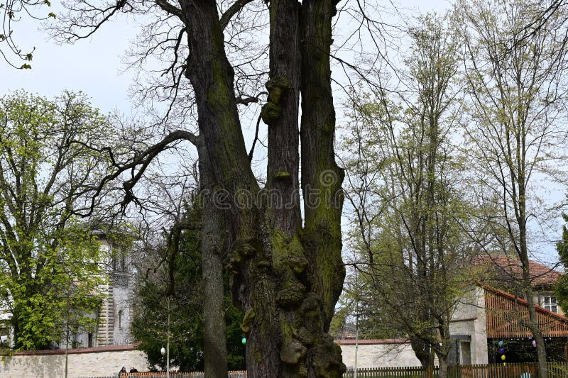 An Old Tree in a Forest Covered with Green Vegetation and Trees with a ...