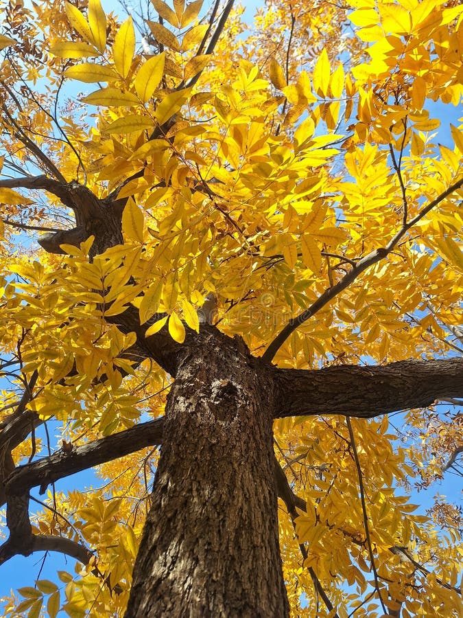 Golden Leaves Trees in Japanese Garden Stock Photo - Image of house ...