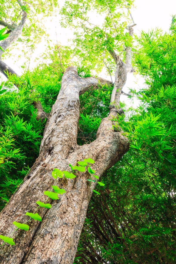 Old tree in a green forest stock image. Image of calm - 42732009