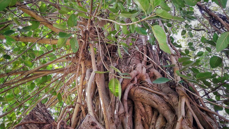 Old Tree Green Leaf Brown Branches Sunsine Stock Image - Image of ...
