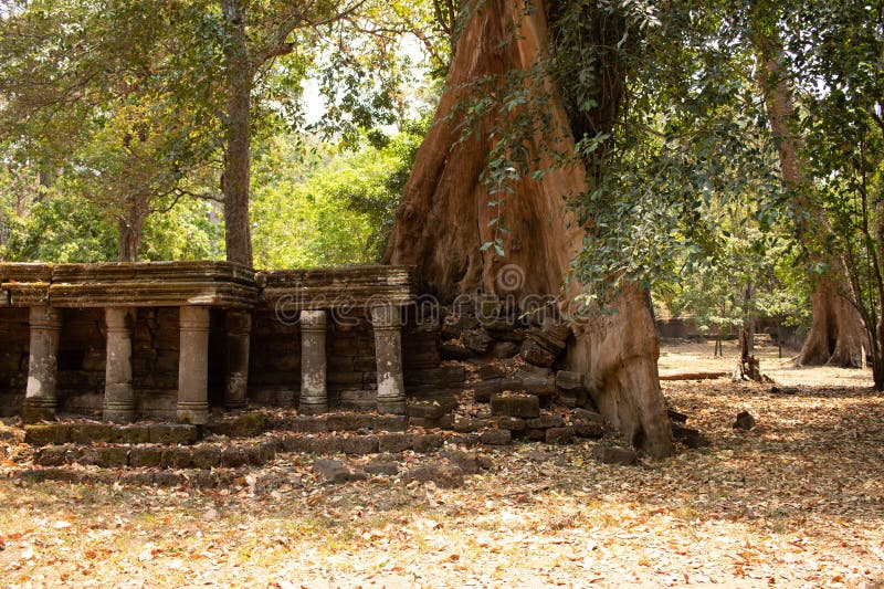 Old Tree and Ancient Stone Platform at the Cambodian Temple Ta Prom ...