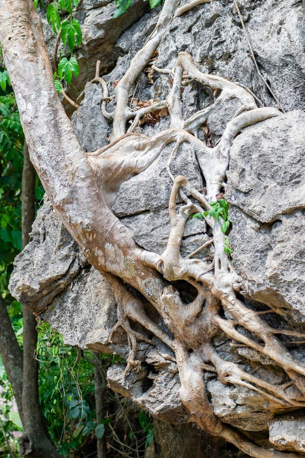 182 Vein Roots Photos - Free & Royalty-Free Stock Photos from Dreamstime
