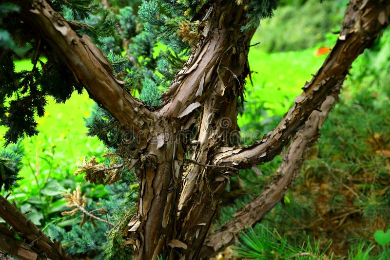 An Old Tree Growing in the Home Garden Stock Photo - Image of beautiful ...