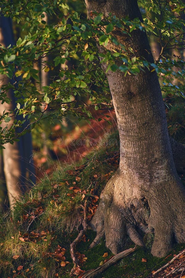 Old tree growing at slope stock photo. Image of leaves - 270758522
