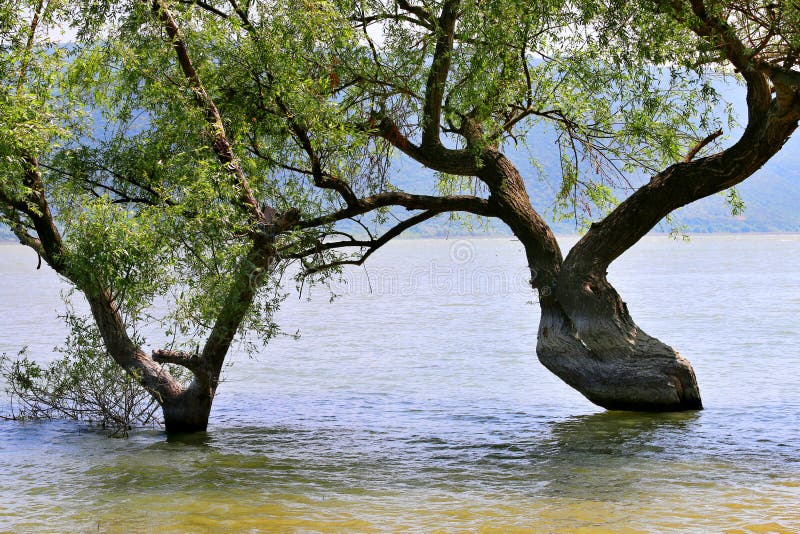 Tree in the river stock image. Image of weeping, spring - 125086239