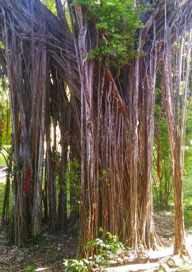 Hanging roots of tree stock image. Image of nthis, beautiful - 147567615