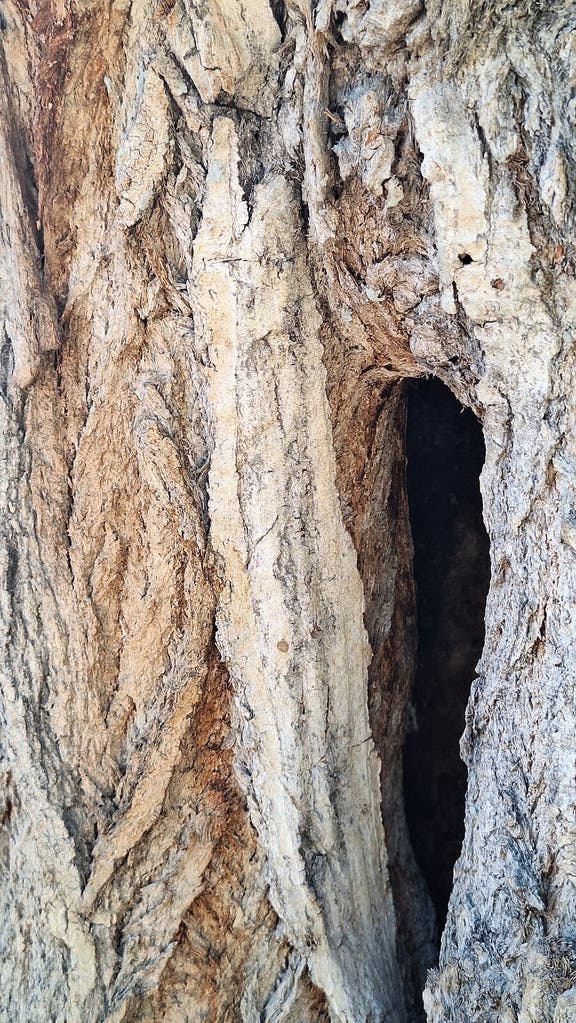Close-up of the Texture of an Old Tree with a Hole in Its Trunk. Stock ...