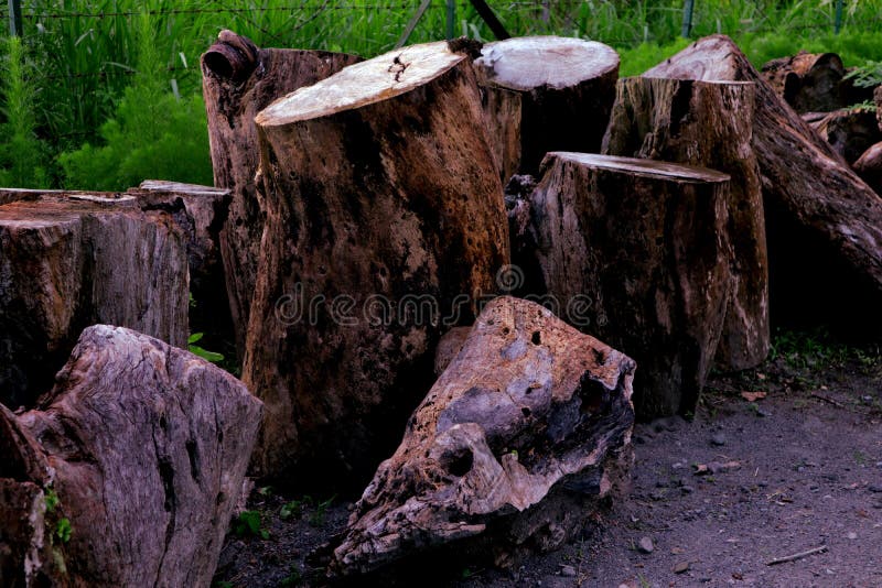 Old Tree that Has Fallen and Cut Stock Image - Image of fallen ...