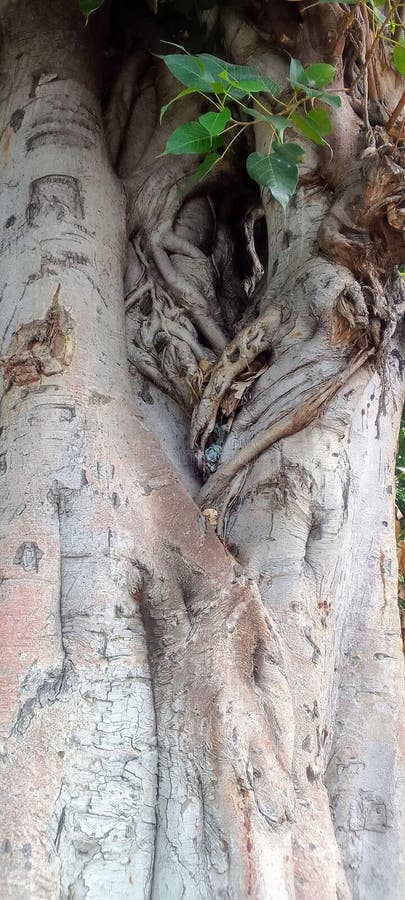 Old Tree Has a Nice Tree Shape and Unique Texture Worth Abstract Art ...