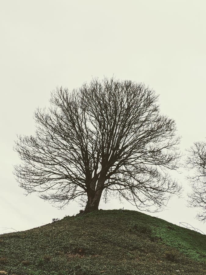 Old tree on a hill stock image. Image of twig, autumn - 179821153