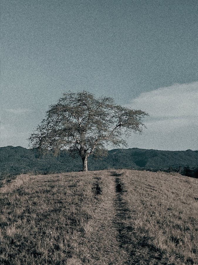 Old Tree in the Hill Under the Solemn Clouds Stock Image - Image of ...