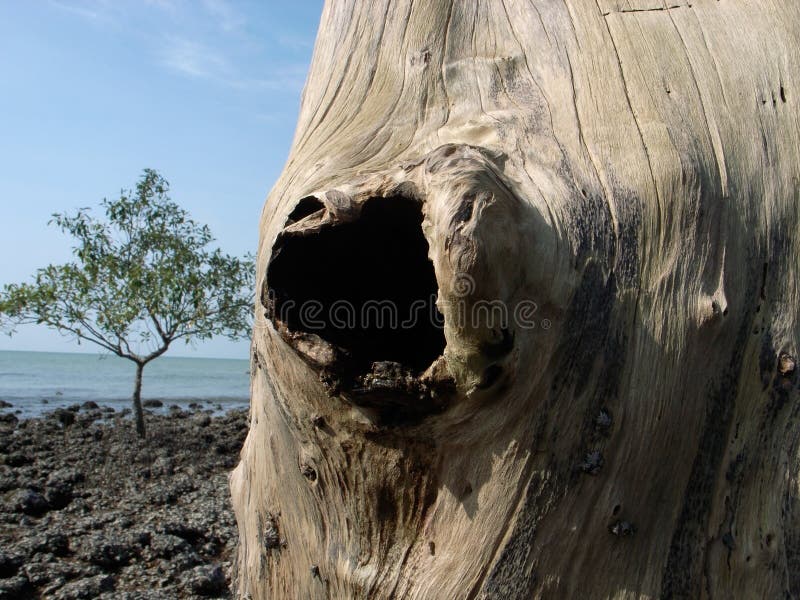 Old tree with hole stock image. Image of survival, hole - 4966439