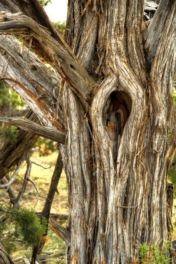 Old Tree with Hole stock image. Image of hole, round - 89531103