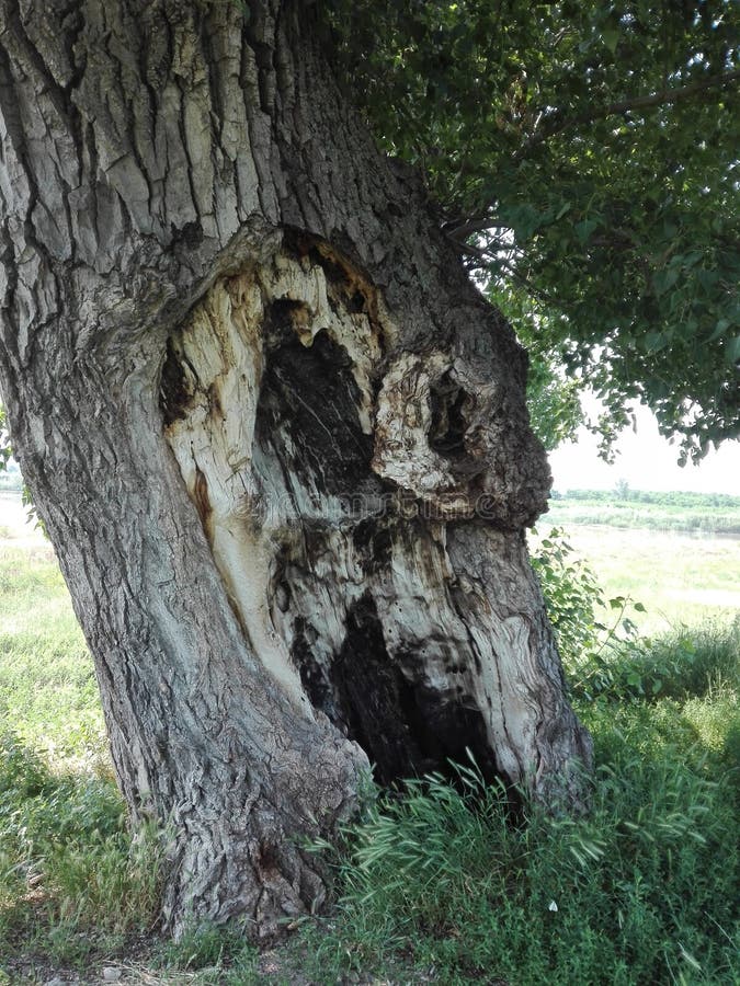Old Tree with a Hollow and Grass. Stock Image - Image of relaxing, tree ...
