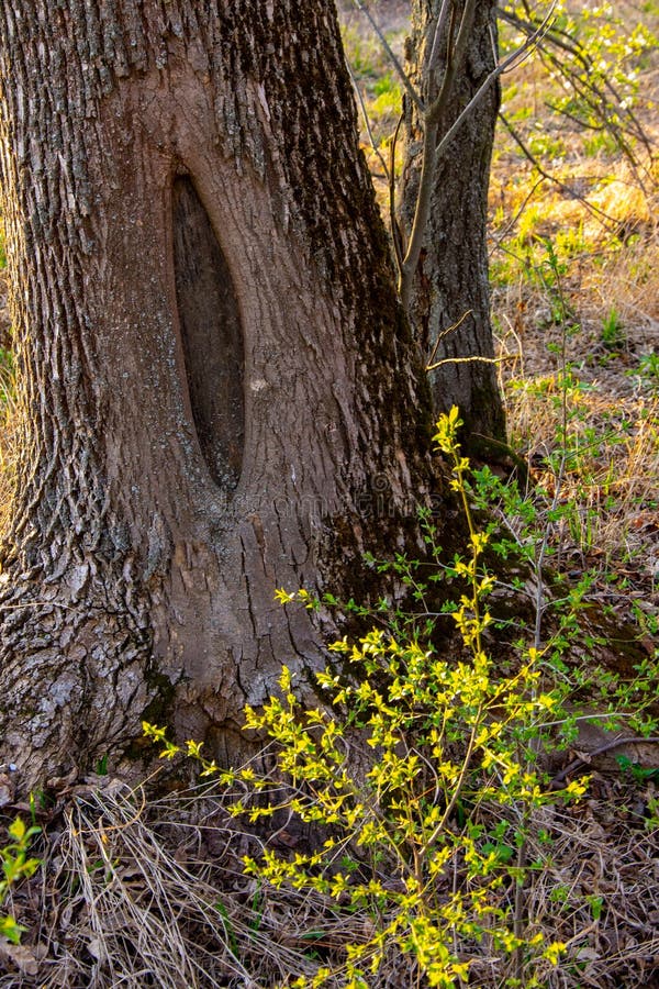 Old Tree with a Hollow in the Roots Stock Photo - Image of wood, park ...