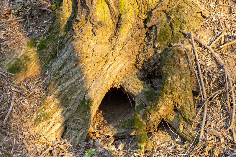 Old Tree with a Hollow in the Roots Stock Photo - Image of wood, park ...