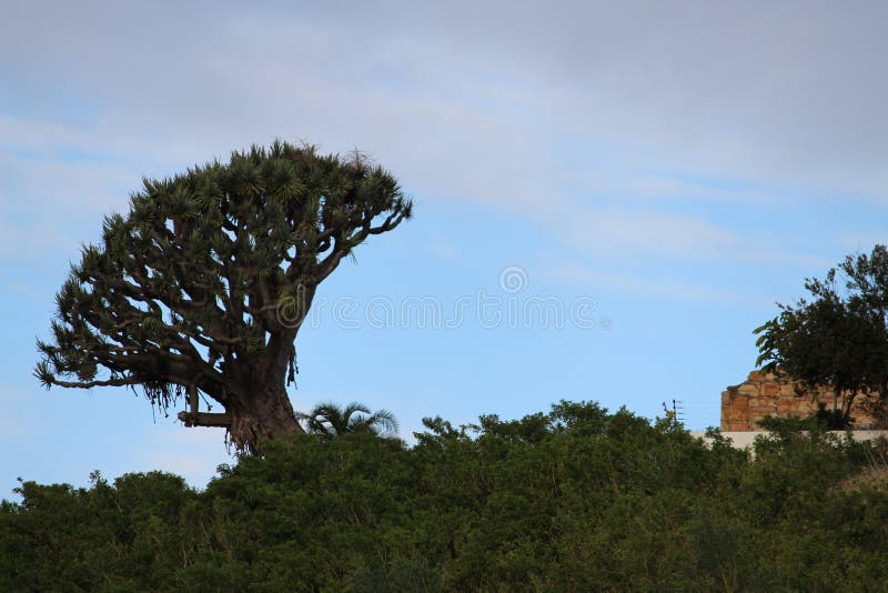 Old tree on the horizon stock photo. Image of house, leaf - 94809616