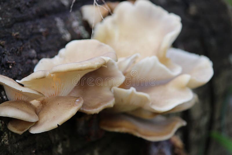 Old tree on the horizon stock image. Image of colors - 94809665