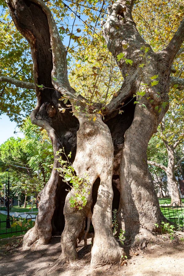 Old Tree. a Huge Old Cracked Tree with a Large Hollow. Ancient Plant ...