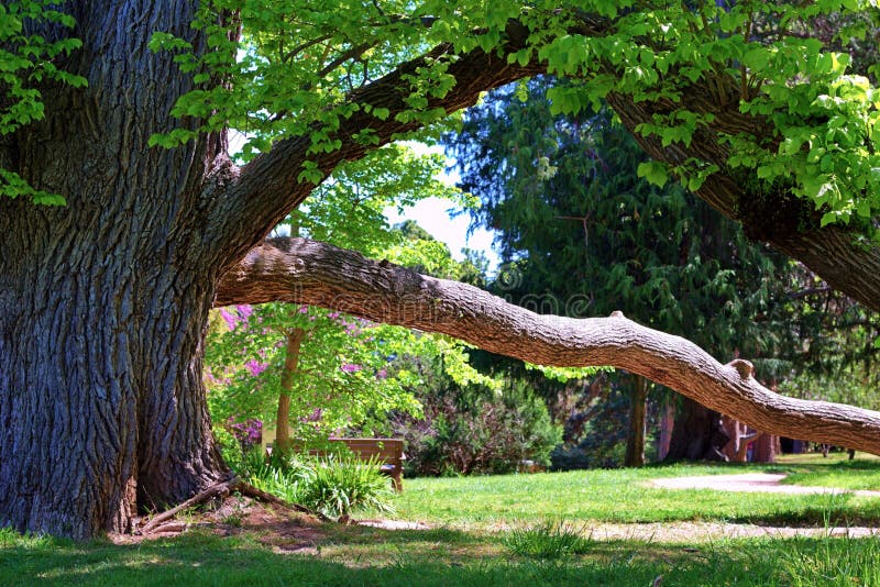 A Massive Old Tree with Long Branches at Weston Park Canberra ACT ...