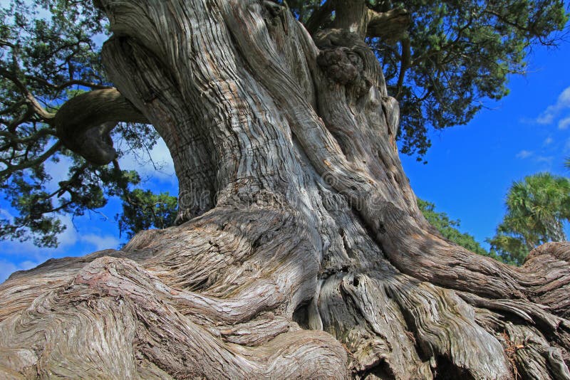 Old Tree stock photo. Image of limbs, green, pattern - 45242800