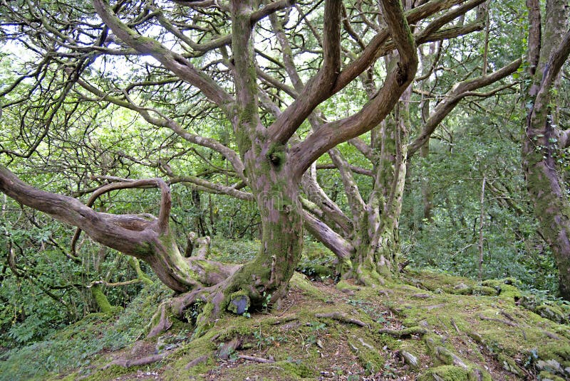 An Old Tree in Killarney National Park, Ireland Stock Photo - Image of ...
