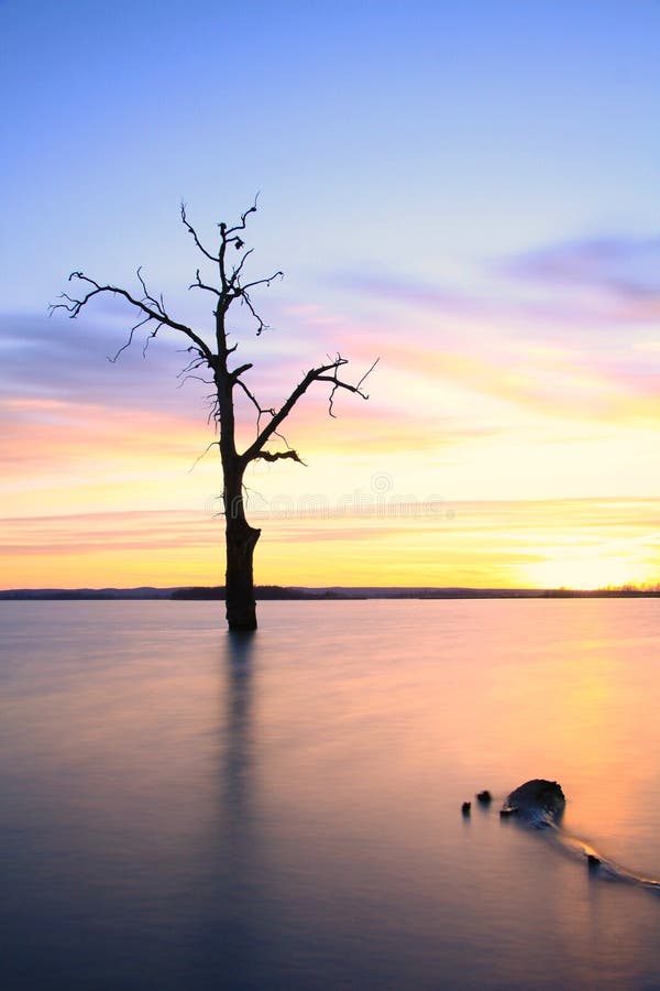 Old Tree in Lake at Sunset Landscape Stock Photo - Image of lake ...