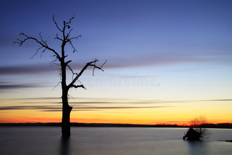 Old Tree in Lake at Sunset Landscape Stock Image - Image of travel ...