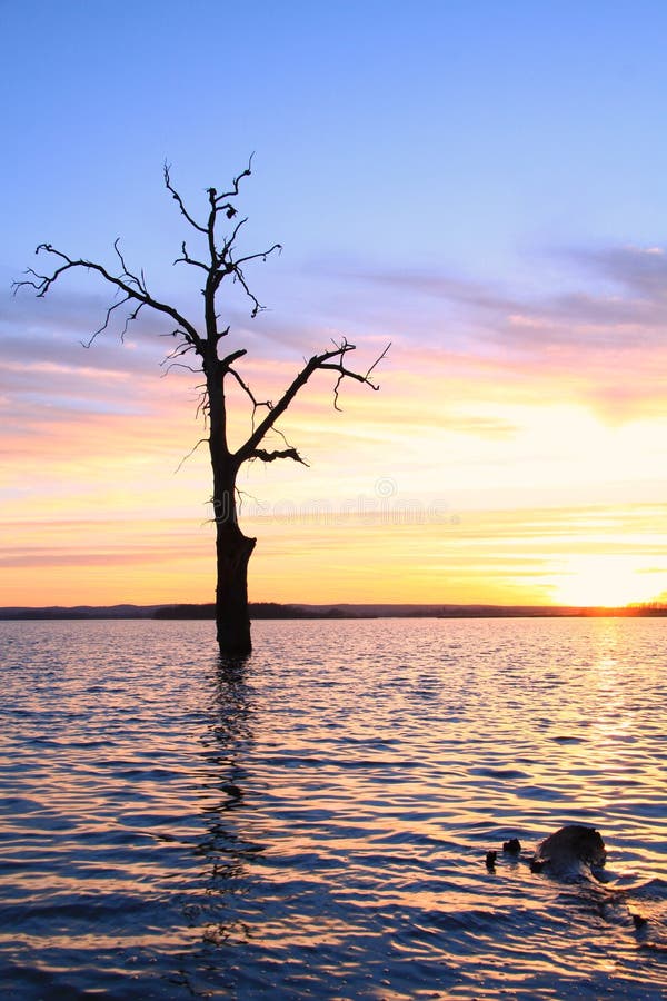 Old Tree in Lake at Sunset Landscape Stock Photo - Image of heaven ...