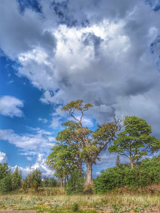 Old tree stock image. Image of landscape, trees, tree - 125458201