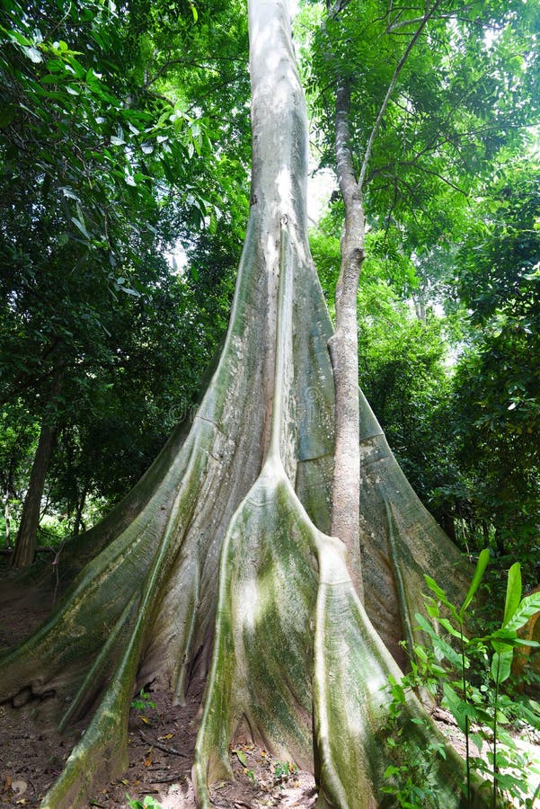 Old Tree Large Ficus Albipila Tree on the Nature Forest, Big Tree Trunk ...