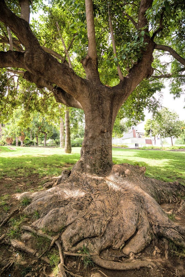 Old tree with a large root stock photo. Image of large - 240096434