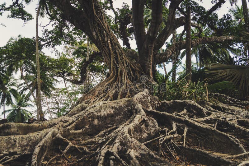 Big old tree stock photo. Image of ancient, tree, fall - 113410376