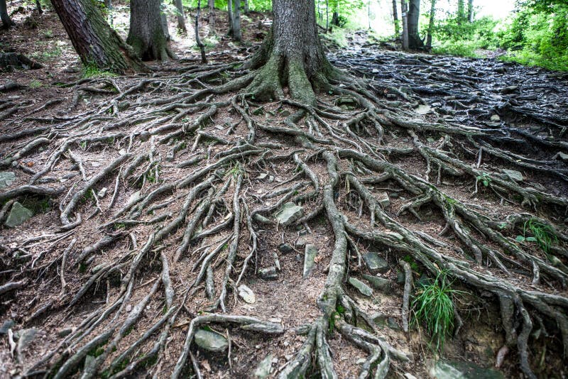 Old Tree with Large Spreading Roots Stock Image - Image of nroots ...