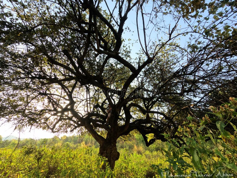 A Old Tree with Large Stems Stock Image - Image of tree, stems: 376563299