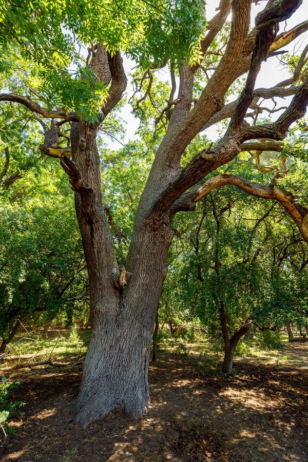 Tree in the Latea Forest in the Danube Delta Stock Image - Image of ...