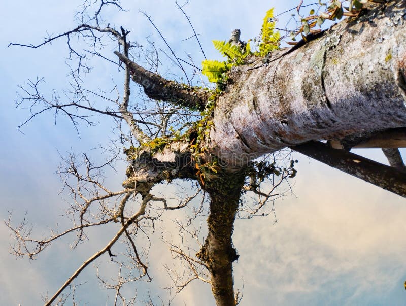 Old Tree without Leaf Need Water Stock Image - Image of trunk, leaf ...