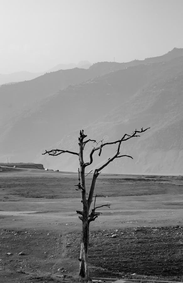 Old Tree without Leaves Close-up. Picture with Alone Tree at Tehri ...