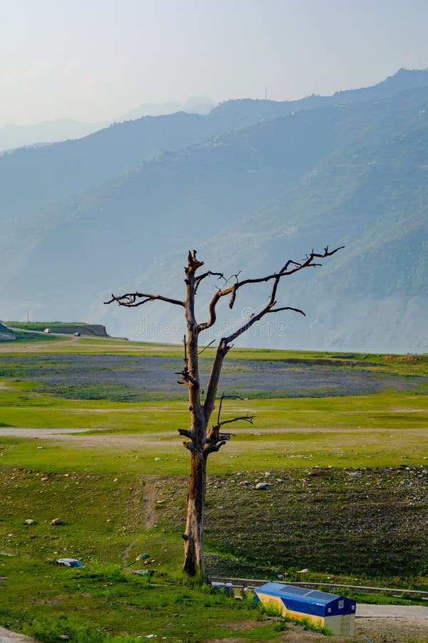 Old Tree without Leaves Close-up. Picture with Alone Tree at Tehri ...