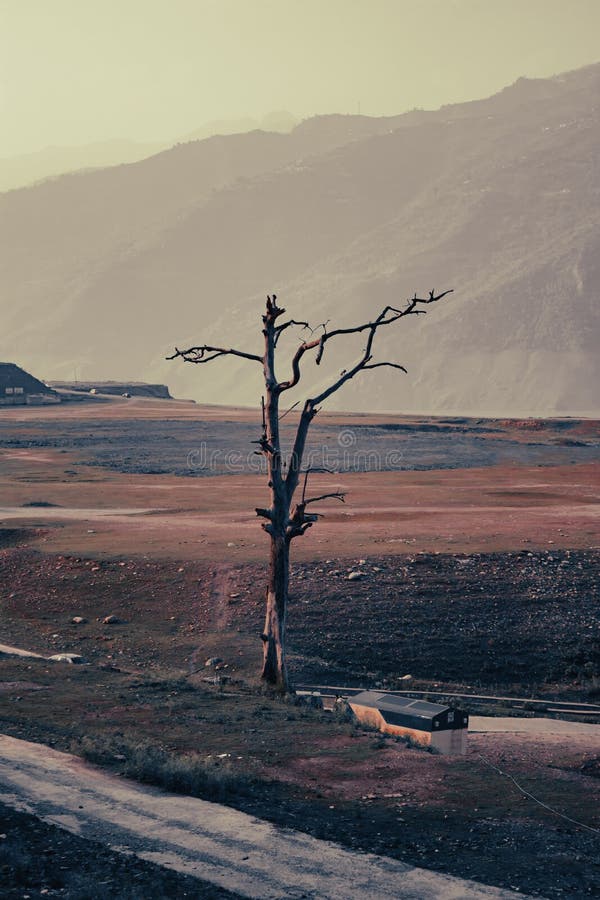 Old Tree without Leaves Close-up. Picture with Alone Tree at Tehri ...