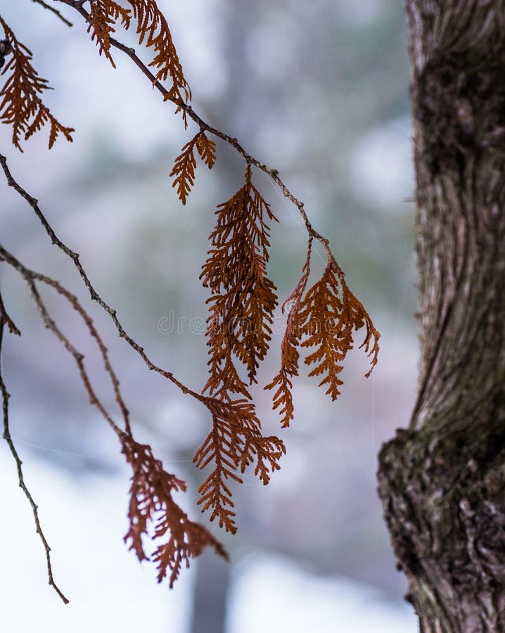 Old tree leaves stock photo. Image of morning, stump - 88350638
