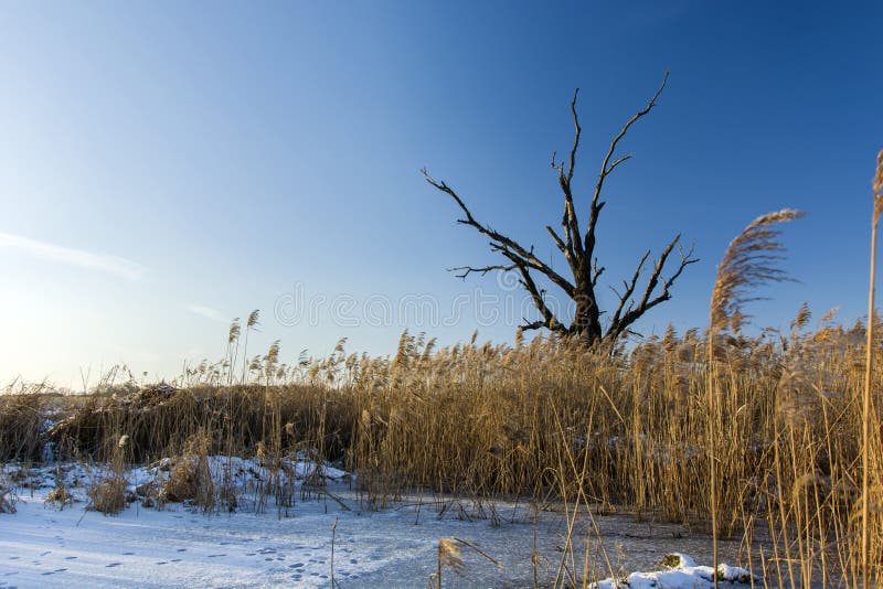 Old Tree without Leaves, Reeds and Snow Stock Photo - Image of strong ...