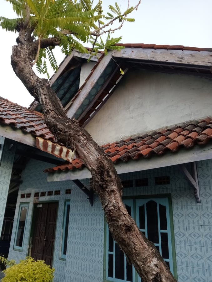 Old Tree with Leaves Starting To Fall Stock Image - Image of tree ...