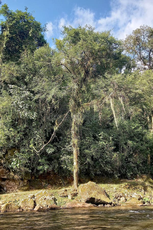 Old Tree Located on the Side of a River. Stock Image - Image of forest ...
