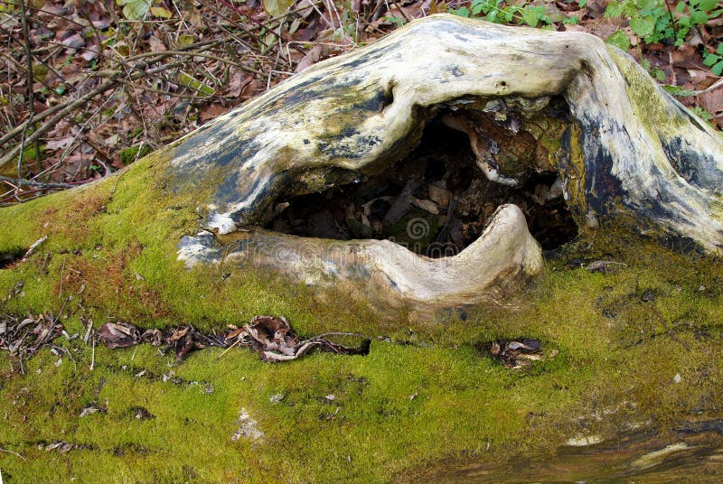 Old tree log with a hollow stock image. Image of hollow - 80808451