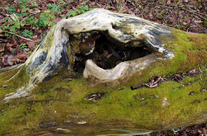 Old tree log with a hollow stock image. Image of forest - 80811579