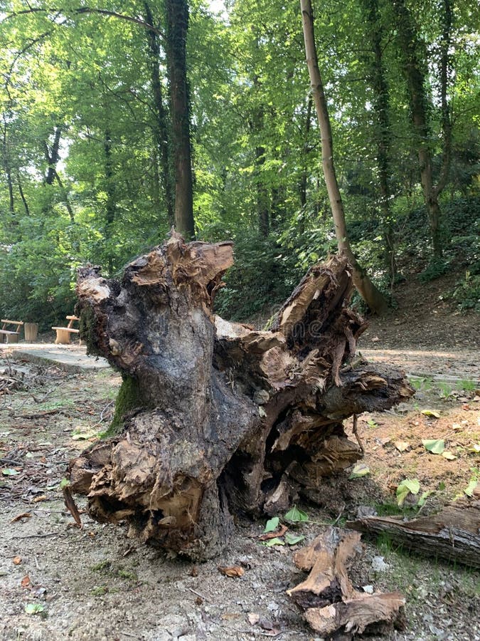 Old Tree Log after the Storm Stock Image - Image of remnant, tree ...